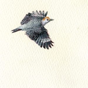 10 Miniature Paintings of Birds on View Now - Fine Art Connoisseur