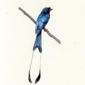 10 Miniature Paintings of Birds on View Now - Fine Art Connoisseur